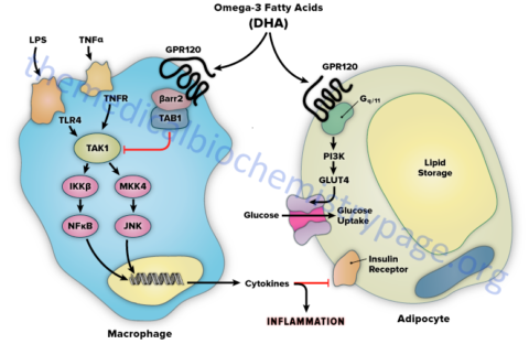 Omega-3 and Omega-6 Fatty Acid Synthesis, Metabolism, Functions - The ...