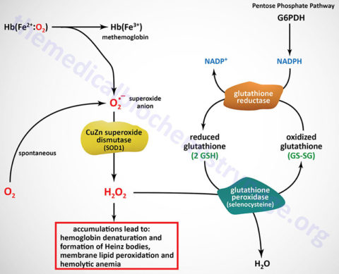 NADPH: Reductive Biosynthesis and Cellular Redox Control - The Medical ...