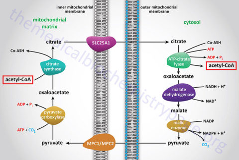 Synthesis of Fatty Acids - The Medical Biochemistry Page