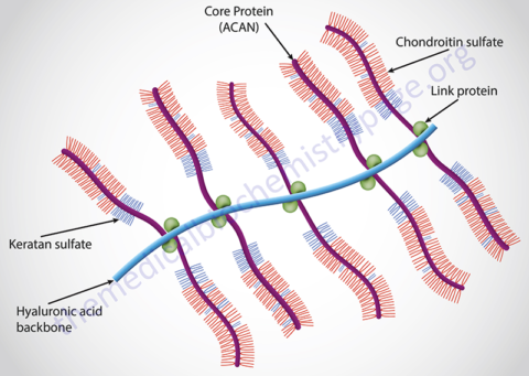 Glycosaminoglycans and Proteoglycans - The Medical Biochemistry Page