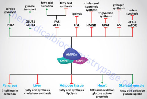 AMP-Activated Protein Kinase (AMPK): Master Metabolic Regulator - The ...