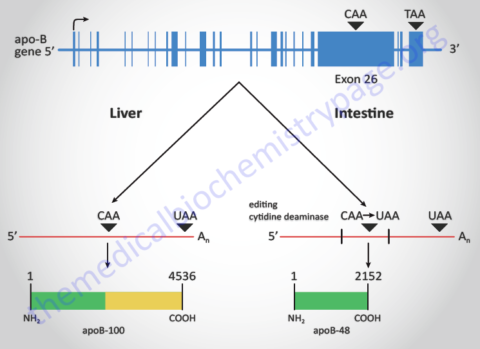 RNA: Transcription and Processing - The Medical Biochemistry Page