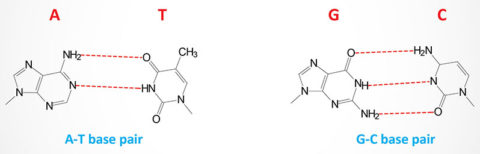 Biochemical Properties of Nucleic Acids - The Medical Biochemistry Page