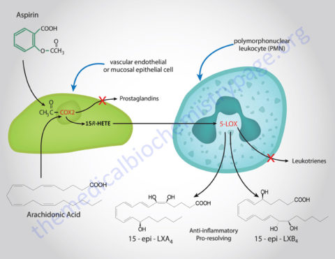 Bioactive Lipid Mediators of Inflammation - The Medical Biochemistry Page