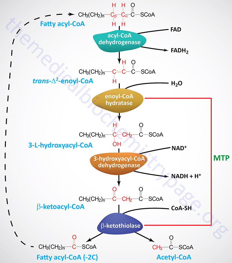 Lipolysis Fatty Acid Oxidation And Ketone Bodies The Medical Lipolysis Fatty Acid Oxidation And Ketone Bodies The Medical