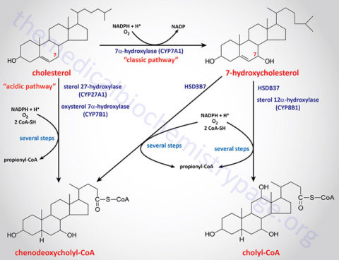 Bile Acid Synthesis, Metabolism, and Biological Functions - The Medical ...