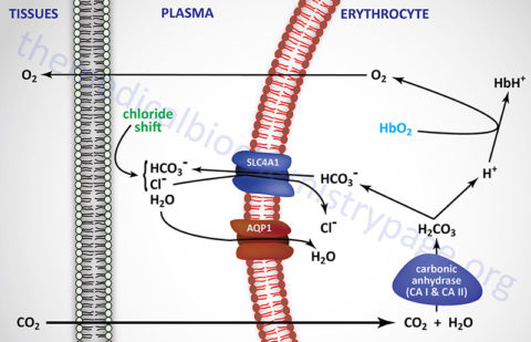 Hemoglobin and Myoglobin - The Medical Biochemistry Page