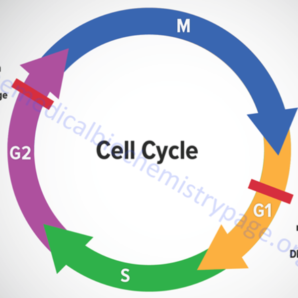 Phases Of Cell Cycle Cell Cycle Regulation