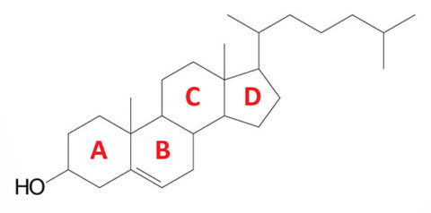 Cholesterol: Synthesis, Metabolism, and Regulation - The Medical ...