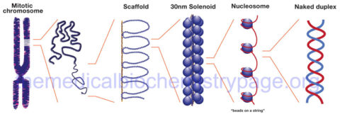 DNA: Chromatin Structure, Replication, DNA Damage Repair - The Medical ...