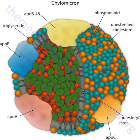Lipoproteins, Blood Lipids, and Lipoprotein Metabolism - The Medical ...