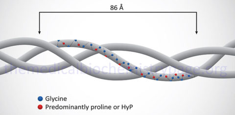 Extracellular Matrix (ECM) - The Medical Biochemistry Page