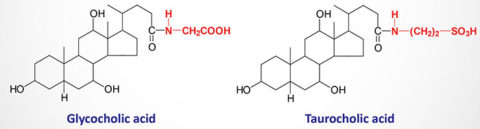 Bile Acid Synthesis, Metabolism, and Biological Functions - The Medical ...