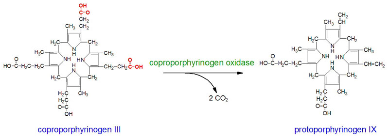 Hereditary Coproporphyria, HCP | The Medical Biochemistry Page