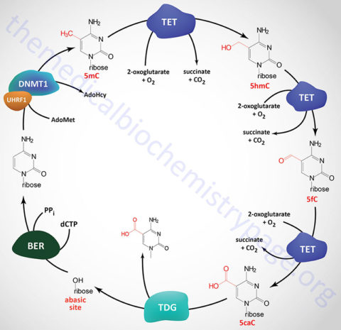 DNA: Chromatin Structure, Replication, DNA Damage Repair - The Medical ...