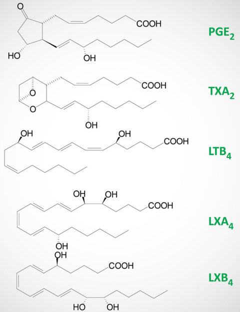 Eicosanoid Metabolism: Prostaglandins, Thromboxanes, Leukotrienes, and ...