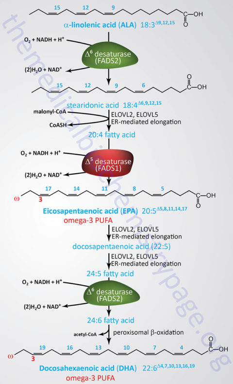 Omega-3 and Omega-6 Fatty Acid Synthesis, Metabolism, Functions - The ...