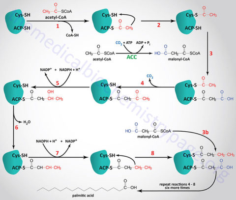 Synthesis of Fatty Acids - The Medical Biochemistry Page