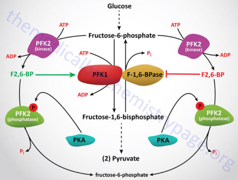 Glycolysis and the Regulation of Blood Glucose - The Medical ...