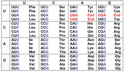 Protein Synthesis (Translation): Processes and Regulation - The Medical ...