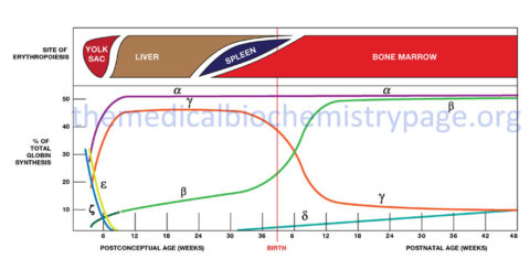 Hemoglobin and Myoglobin - The Medical Biochemistry Page