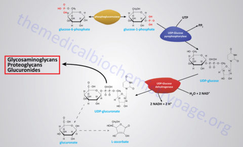Glycolysis and the Regulation of Blood Glucose - The Medical ...