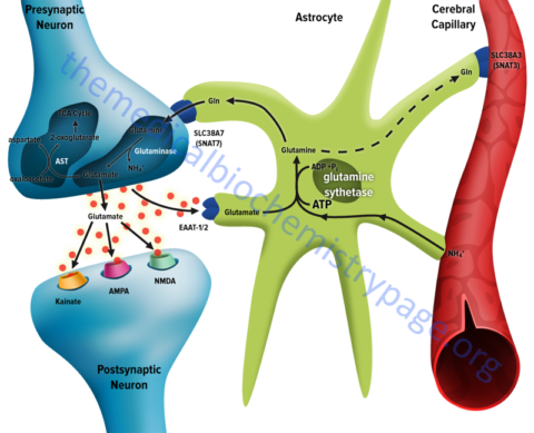 Nitrogen Metabolism and the Urea Cycle - The Medical Biochemistry Page