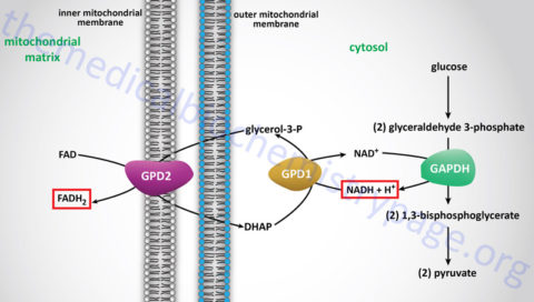 Gluconeogenesis: Endogenous Glucose Synthesis | The Medical ...
