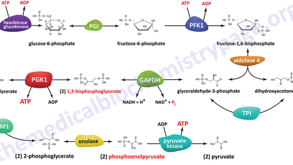 Glycolysis To Pyruvate