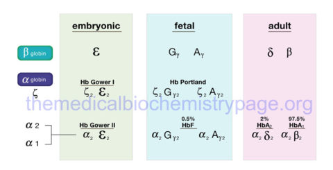 Hemoglobin and Myoglobin: Key Differences Explained - The Medical ...