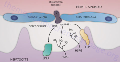 Lipoproteins, Blood Lipids, and Lipoprotein Metabolism - The Medical ...