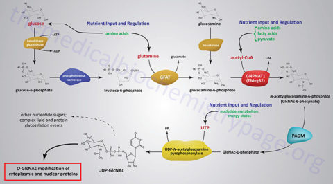 Glycoproteins: Synthesis and Clinical Consequences - The Medical ...
