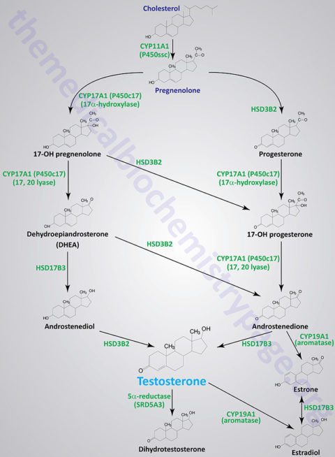 Steroid Hormones and Their Receptors - The Medical Biochemistry Page
