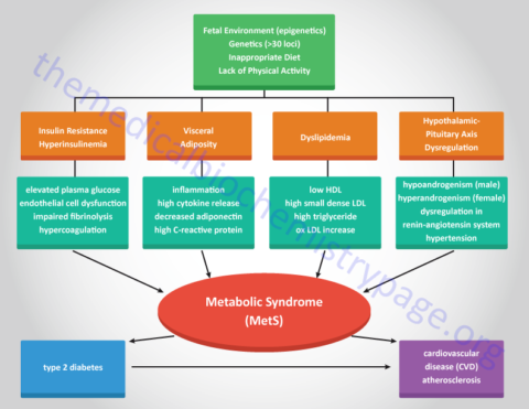 The Metabolic Syndrome: MetS - The Medical Biochemistry Page
