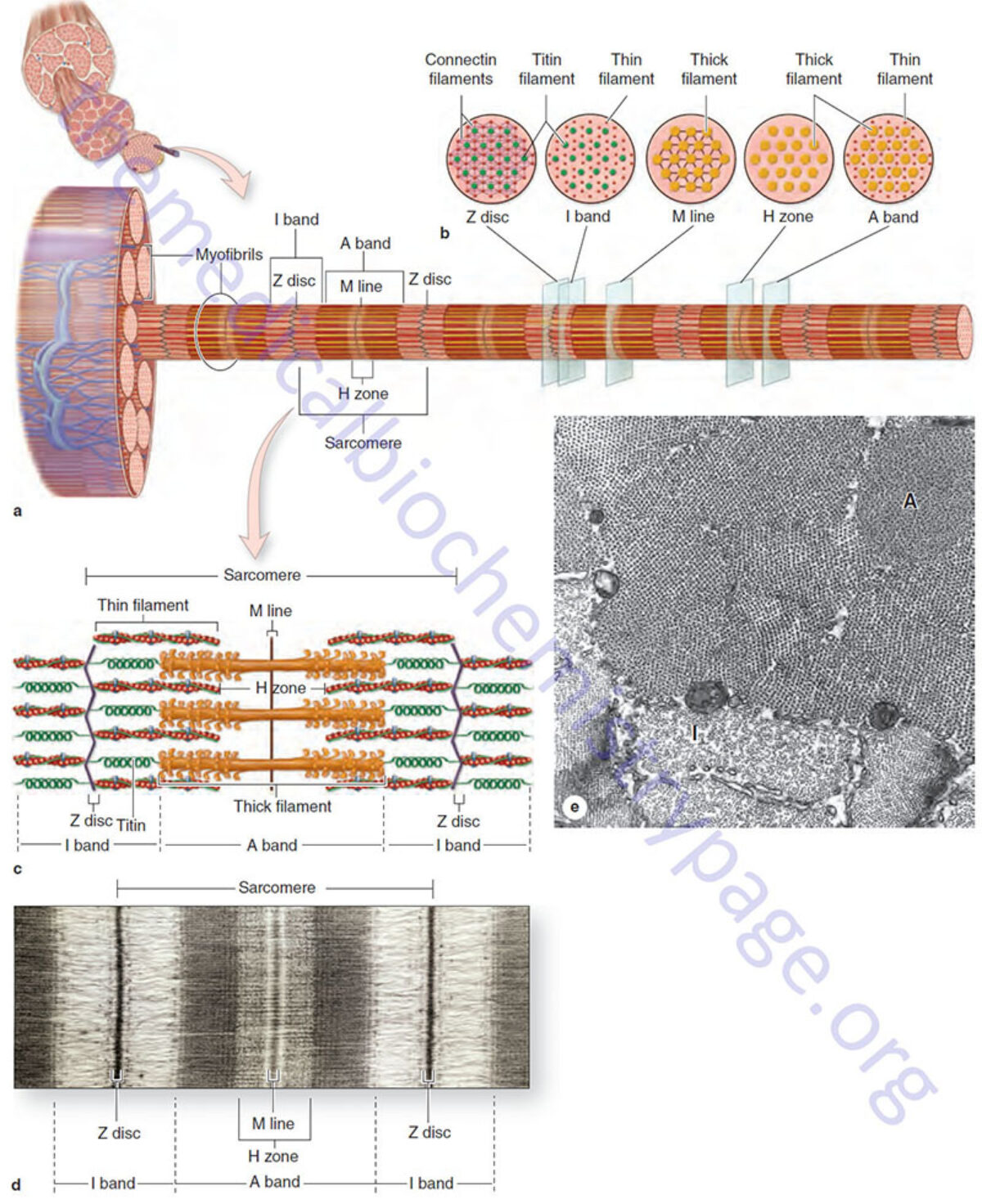 Type 2a Muscle Fibres Coloring Pages [2025]