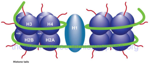 DNA: Chromatin Structure, Replication, DNA Damage Repair - The Medical ...