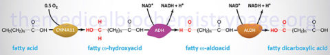Lipolysis and the Oxidation of Fatty Acids - The Medical Biochemistry Page