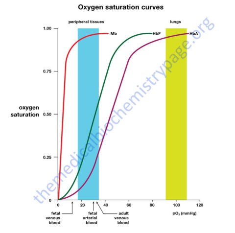 Hemoglobin and Myoglobin - The Medical Biochemistry Page