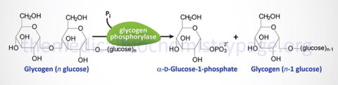 Glycogen Metabolism - The Medical Biochemistry Page