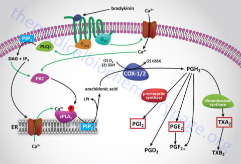 Eicosanoid Metabolism: Prostaglandins, Thromboxanes, Leukotrienes, and ...
