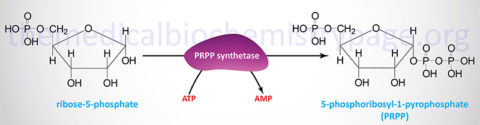 Nucleotides: Biosynthesis and Catabolism - The Medical Biochemistry Page