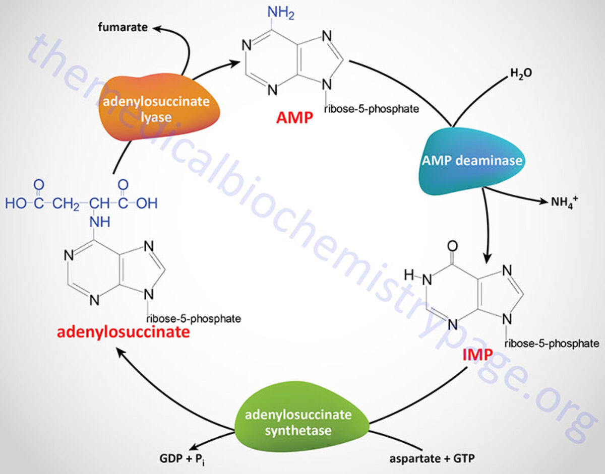 Nucleotide Metabolism Purine Biosynthesis 1 Up To Imp Interplay