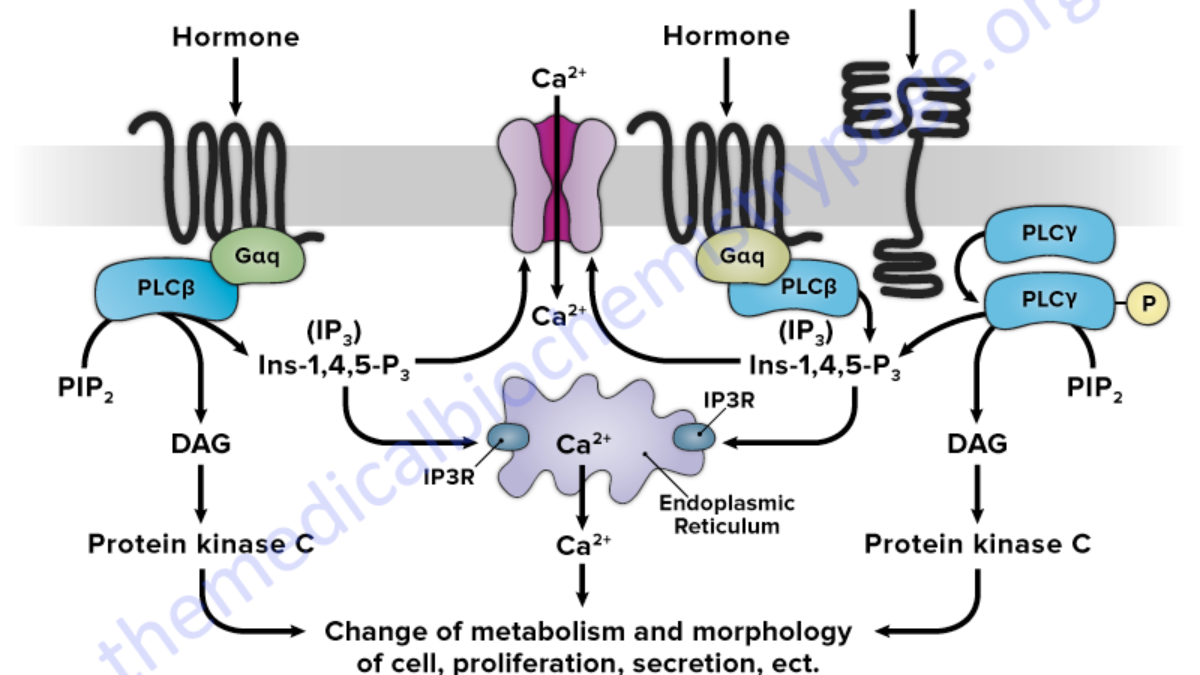 Protein Kinase Receptor Diagram