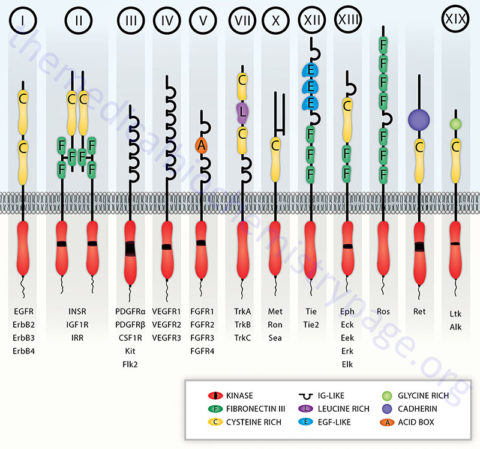 Signal Transduction Pathways: Overview - The Medical Biochemistry Page