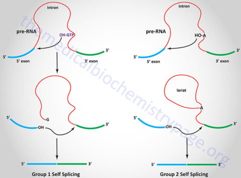 RNA: Transcription and Processing - The Medical Biochemistry Page