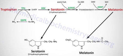 melatonin Archives - The Medical Biochemistry Page