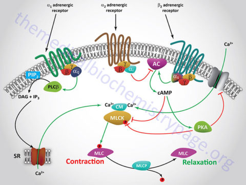 Biochemistry of Skeletal, Cardiac, and Smooth Muscle - The Medical ...
