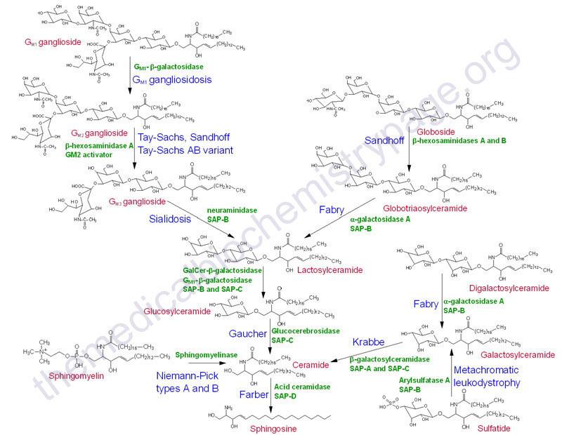 Sphingolipid Metabolism and the Ceramides - The Medical Biochemistry Page