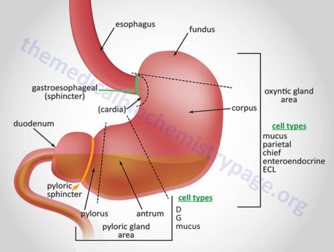 Digestion and Digestive Processes - The Medical Biochemistry Page