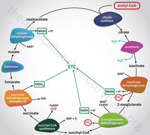 Pyruvate Dehydrogenase Complex and TCA Cycle - The Medical Biochemistry ...